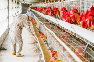 Ammonia sensor for poultry - Fosensor